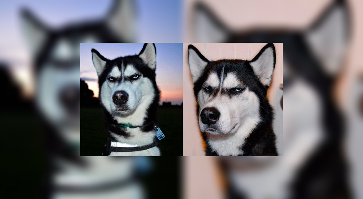 Conoce a Anuko, el Husky siberiano que le hace la competencia a Grumpy ...
