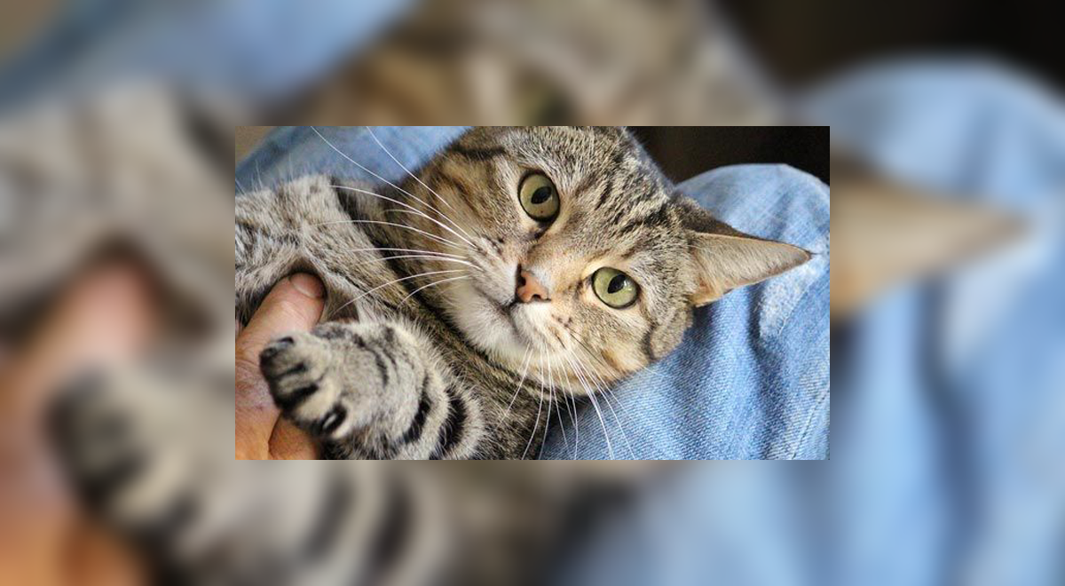 Día del Gato: 10 cosas que no sabías de tu adorado minino