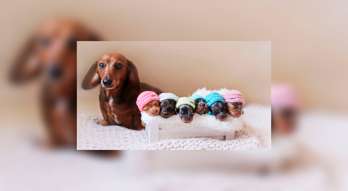 Estas fotos del nacimiento de unos perritos te encantará