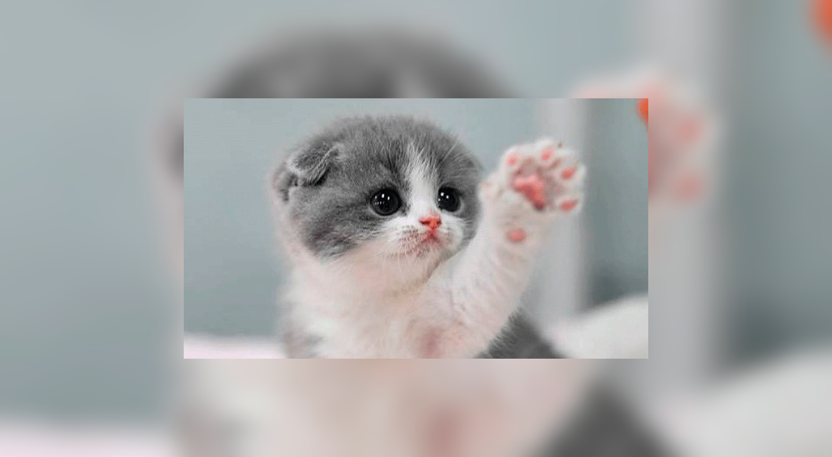 10 pasos para bañar a tu gatito y no fallar en el intento