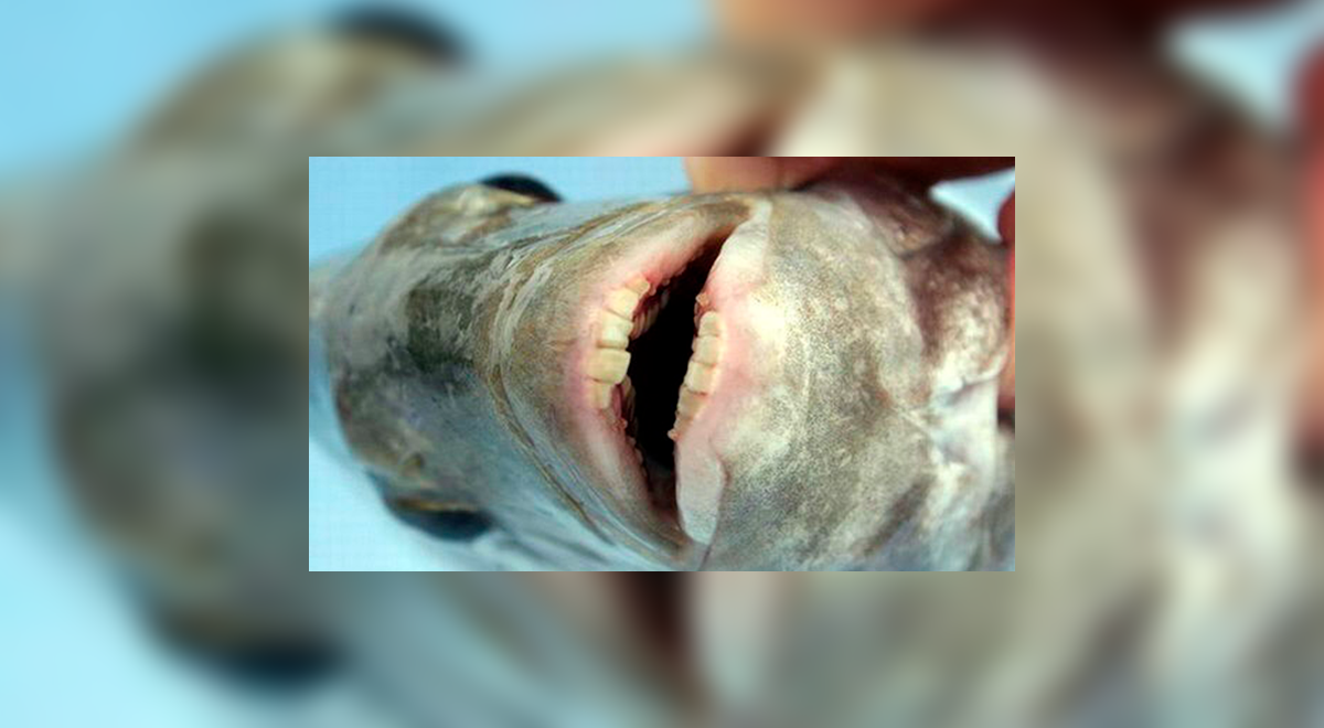 Facebook viral: Hallan pez con dientes humanos en Estados Unidos