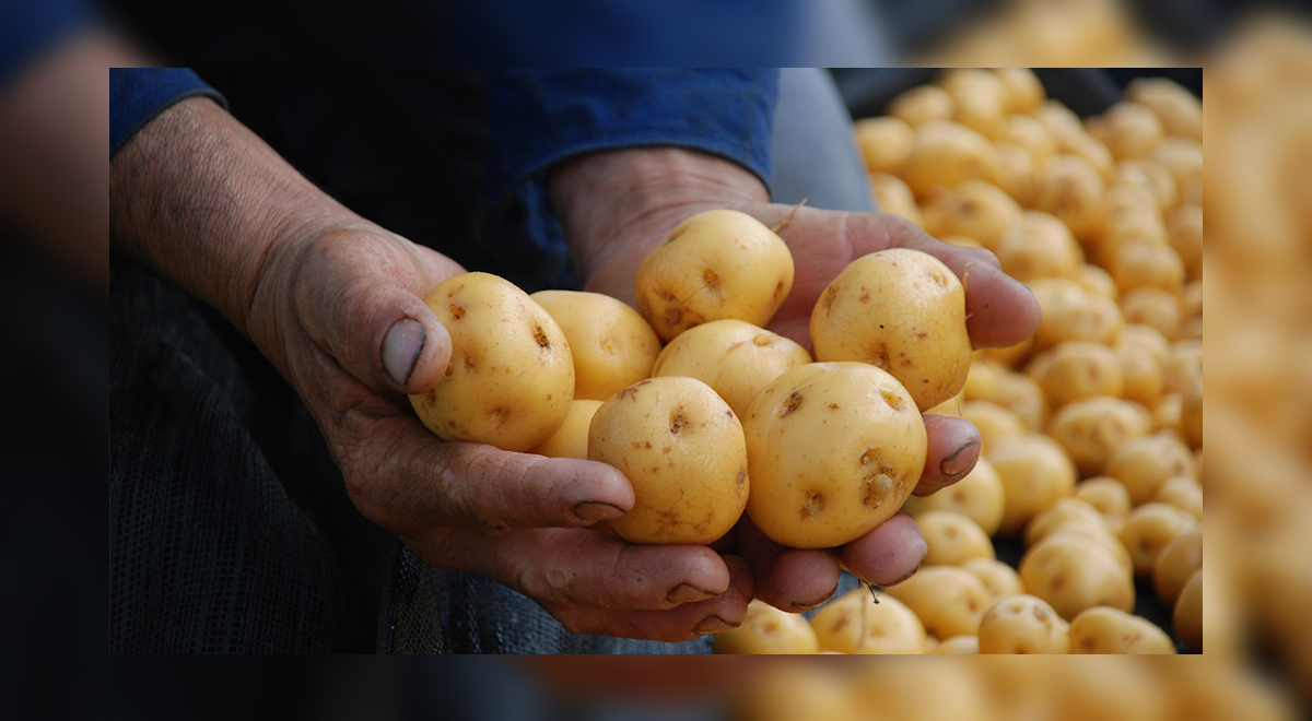 Conoce los 5 beneficios de la papa para tu salud ¡Qué esperas!