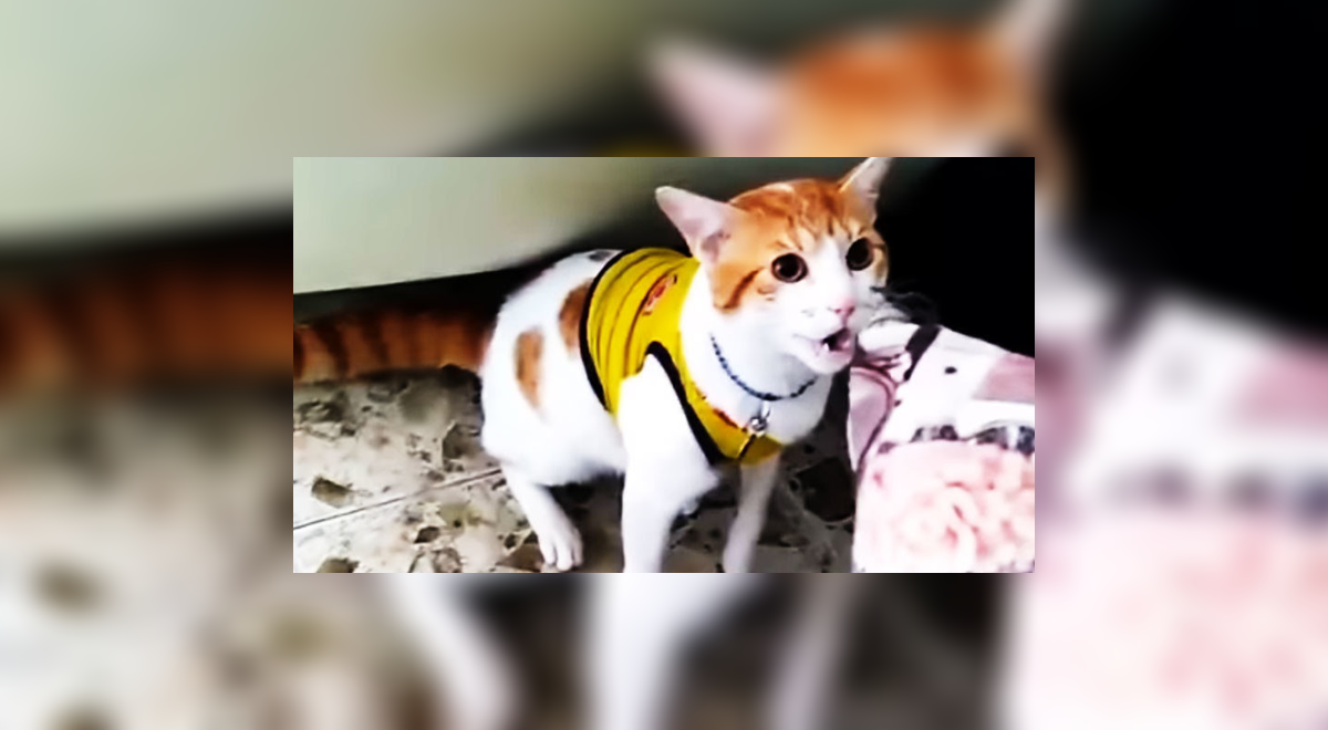 YouTube viral: gato "grita gol" y así celebró el triunfo de Colombia en ...