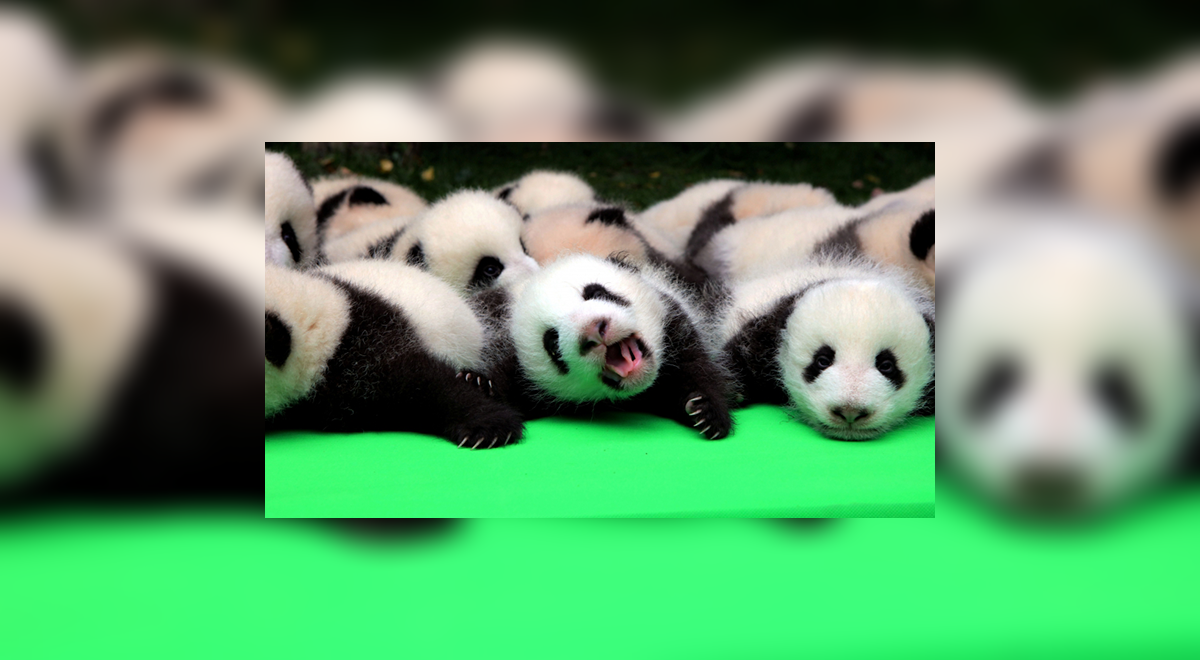 Cinco motivos demostrarían que los osos panda son los animales más ...