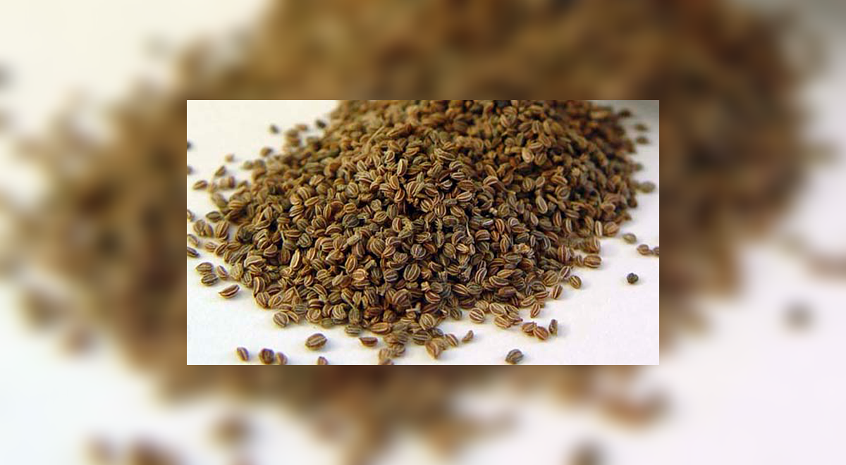 7 increíbles beneficios de las semillas de apio que seguramente no conocías