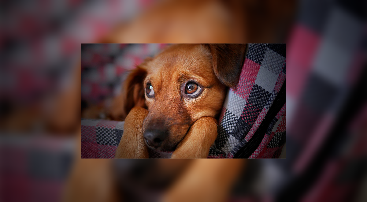 Descubre por qué a tu perro le salen bultos en la piel