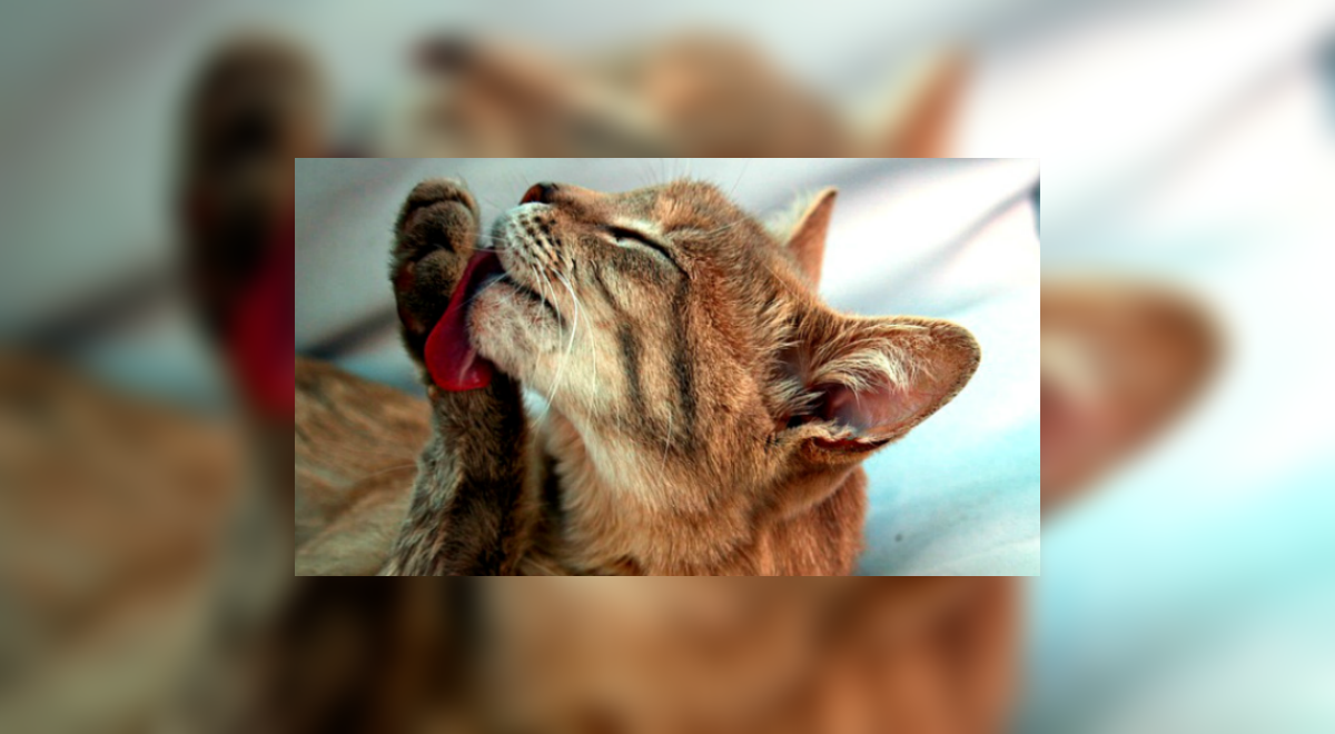 Cinco cosas que no sabías de la lengua de tu gato