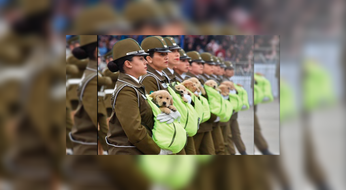 Cachorros de la unidad canina de policía de Chile enternecen las redes ...