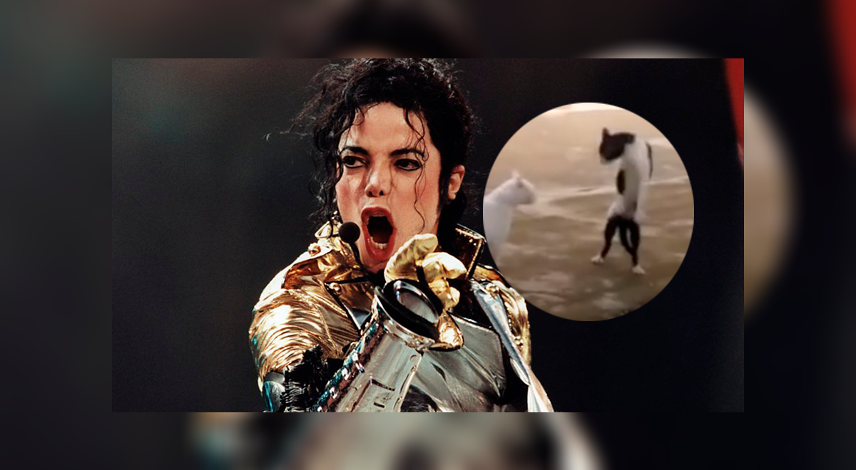 Gato baila al estilo de Michael Jackson y se hace tendencia
