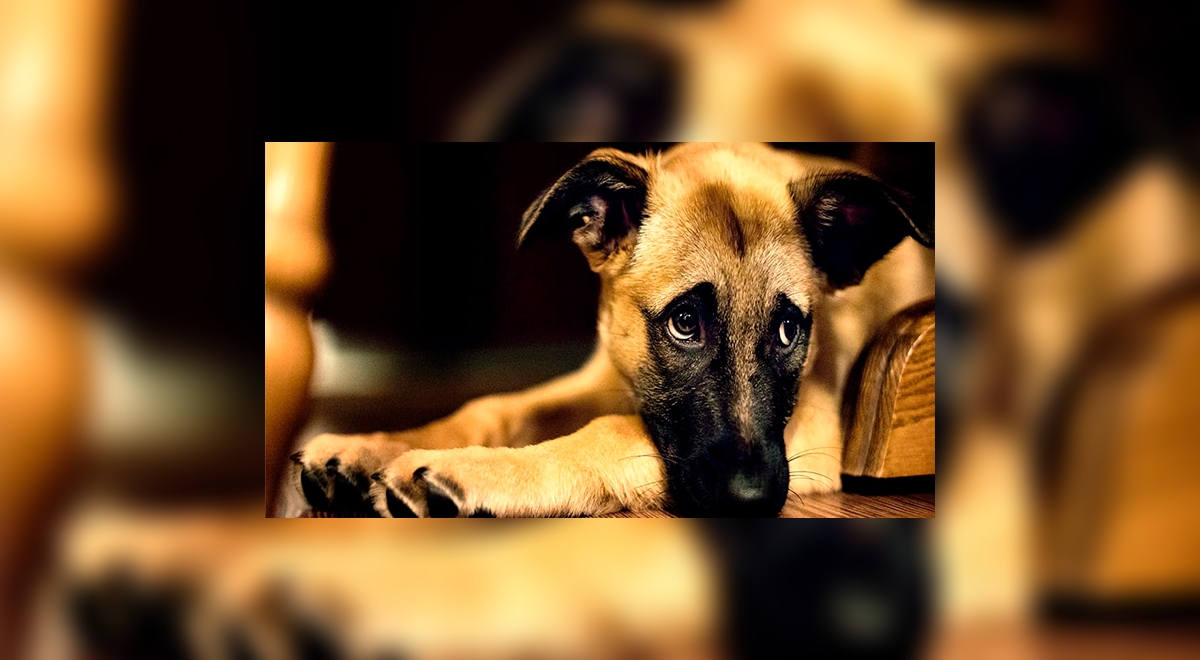 Tres señales para identificar que tu perro se siente ignorado