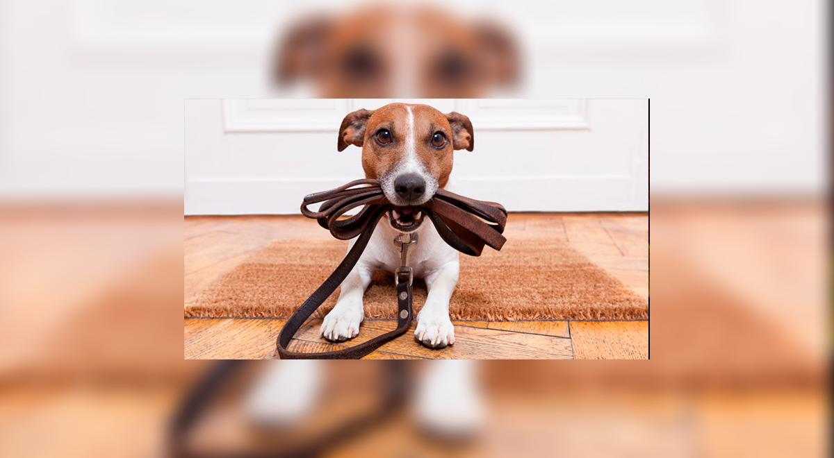 ¿Sales a pasear con tu perro? Es vital llevarlo con correa. ¡Conoce por ...