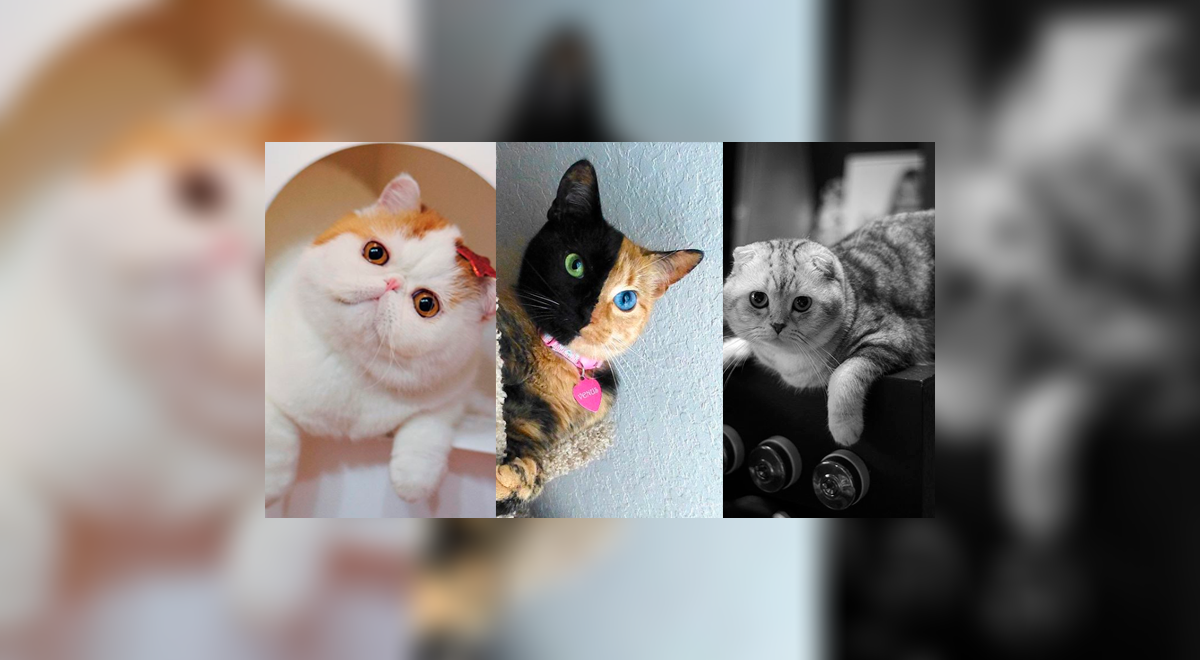 Conoce a los 6 gatos más famosos de Instagram ¡Tienen millones de ...