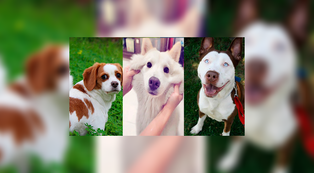 Hermosos y curiosos cruces de perros que te harán ‘morir’ de amor [FOTOS]