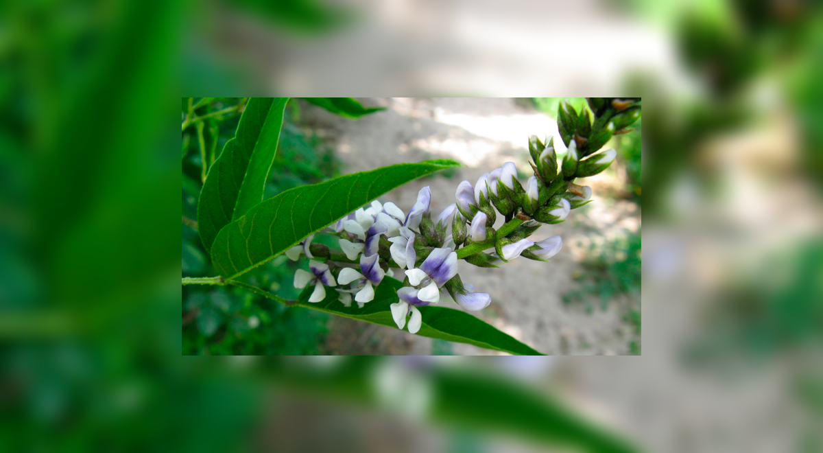 Culén: conoce los beneficios y propiedades de esta planta medicinal