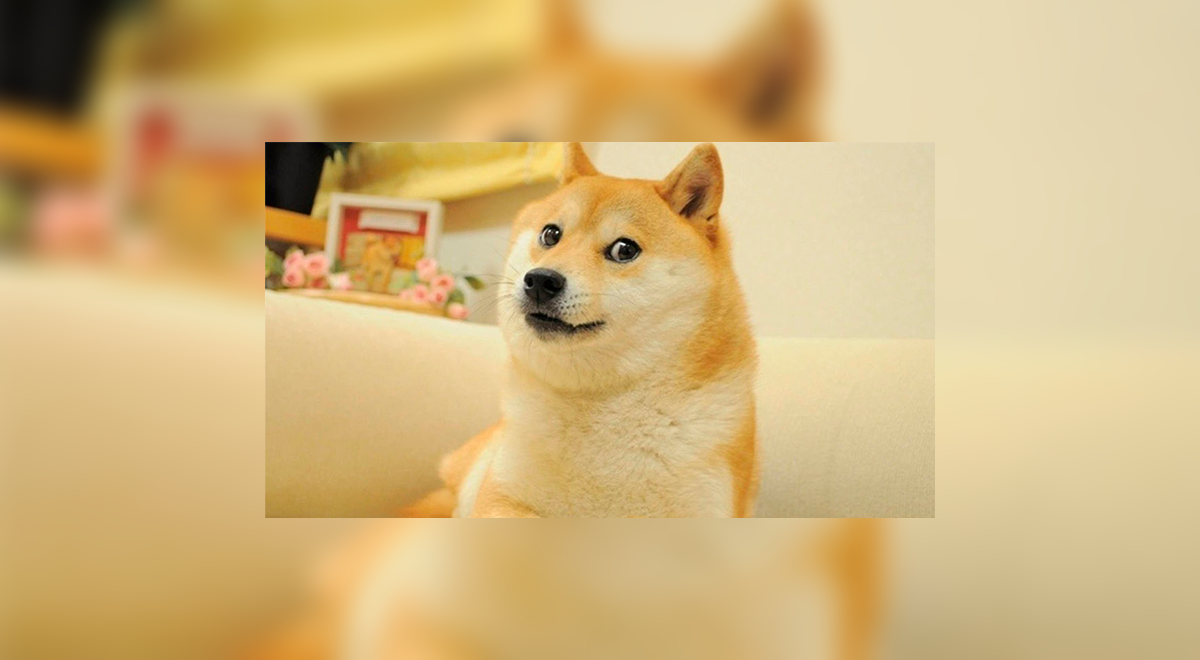 ¿Recuerdas a Doge, el perro del meme? Mira cómo luce a sus 13 años