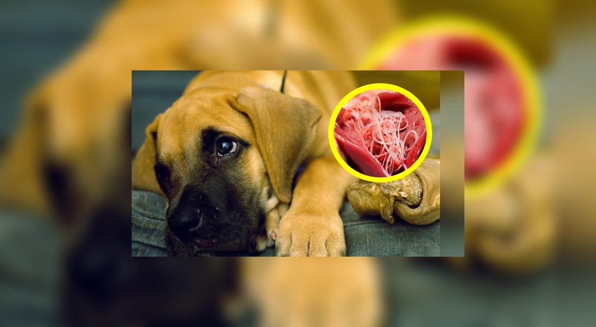 Perros: ¿Qué es la enfermedad del gusano del corazón y cómo puedo ...