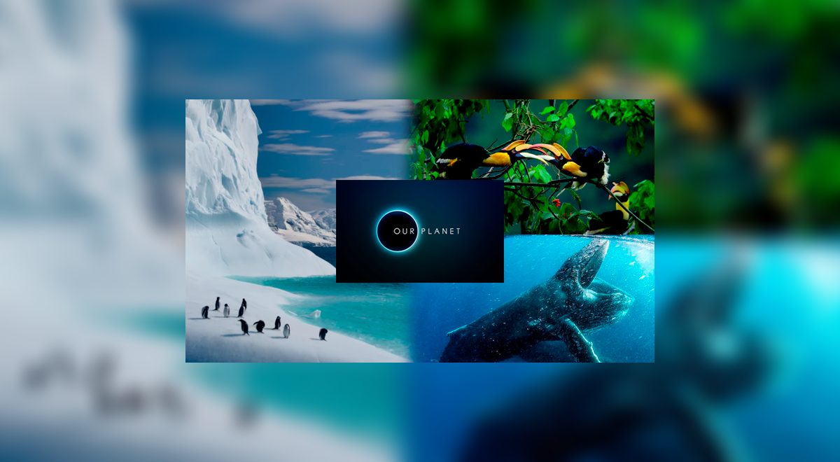 Our Planet: el nuevo documental de Netflix que impulsa el cuidado del ...