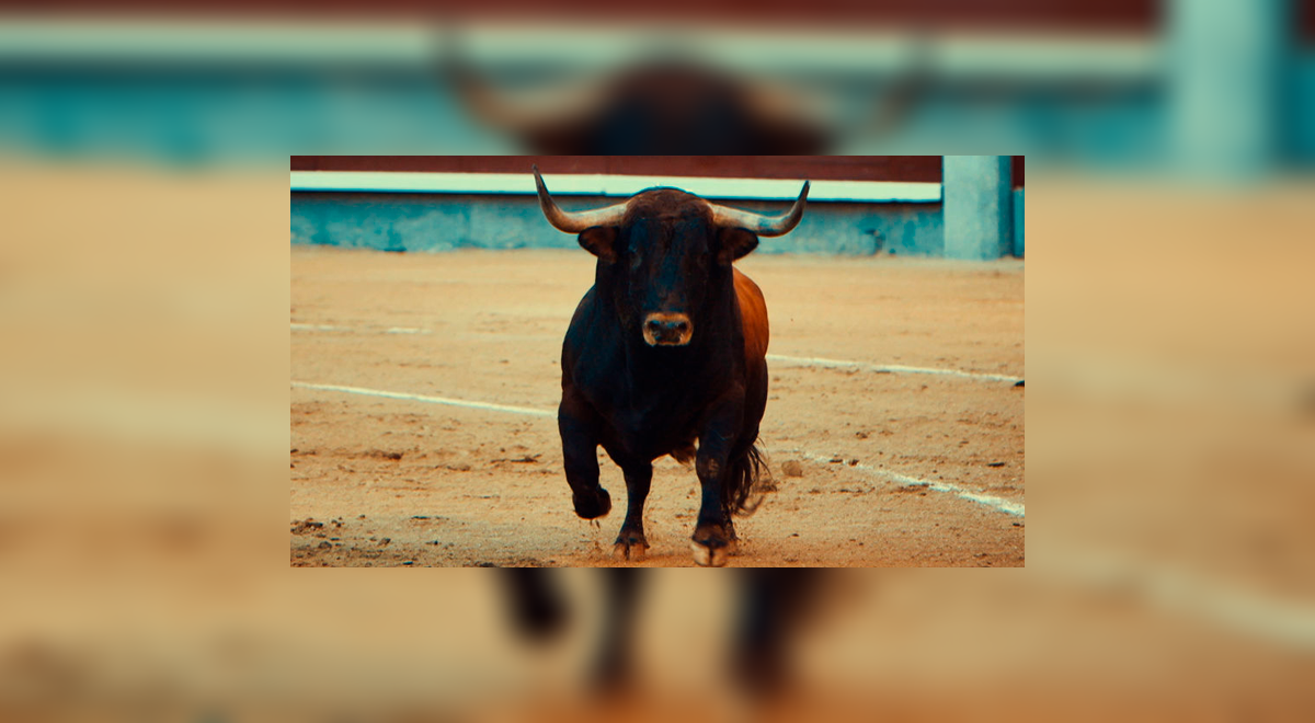 ¿Apareció un toro en tus sueños? Este es su significado