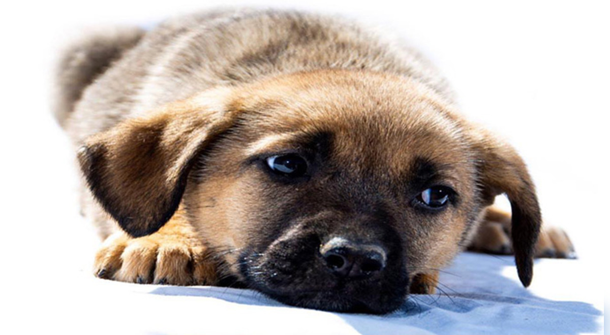 Los 5 perros sin razas más hermosos de Internet, ¡Adopta, no compres!