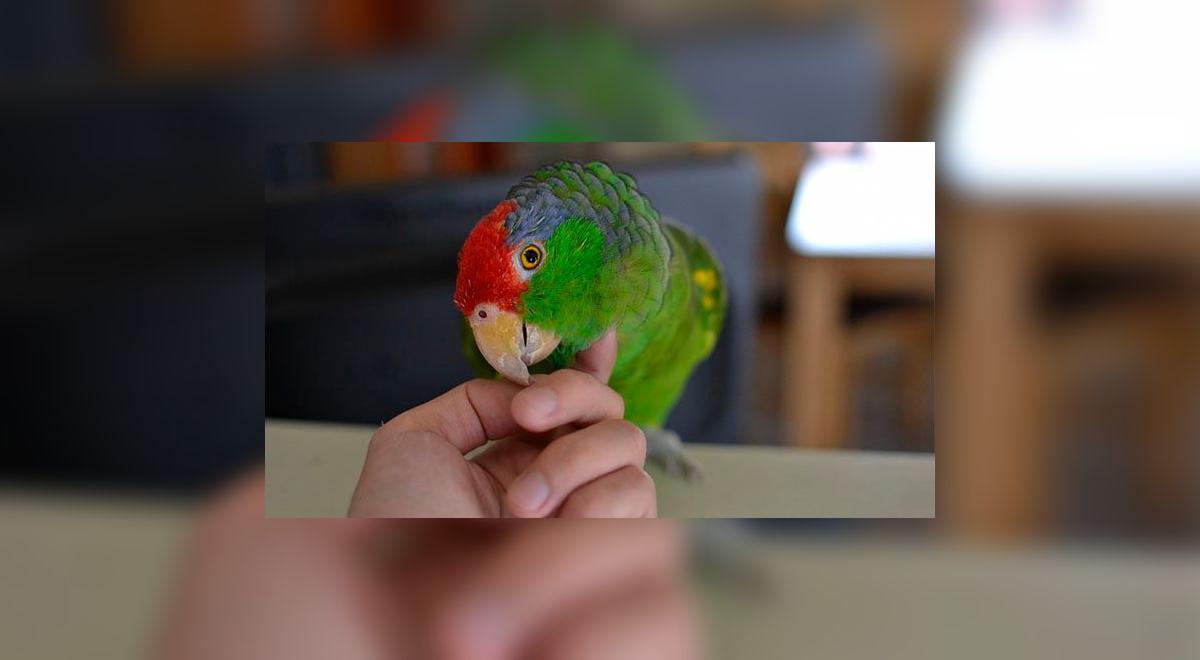 ¿Tienes un loro o perico y no sabes cómo llamarlo? Te damos opciones