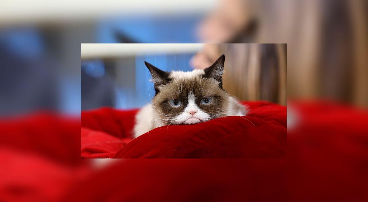 Grumpy Cat: Snowshoe ahora es considerada una raza gatuna