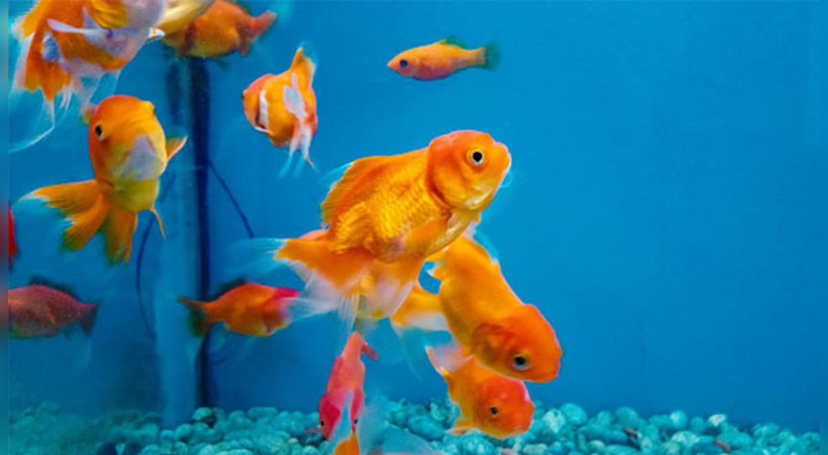 ¿Cómo tener la pecera ideal para tus peces? Aprende 8 pasos fáciles