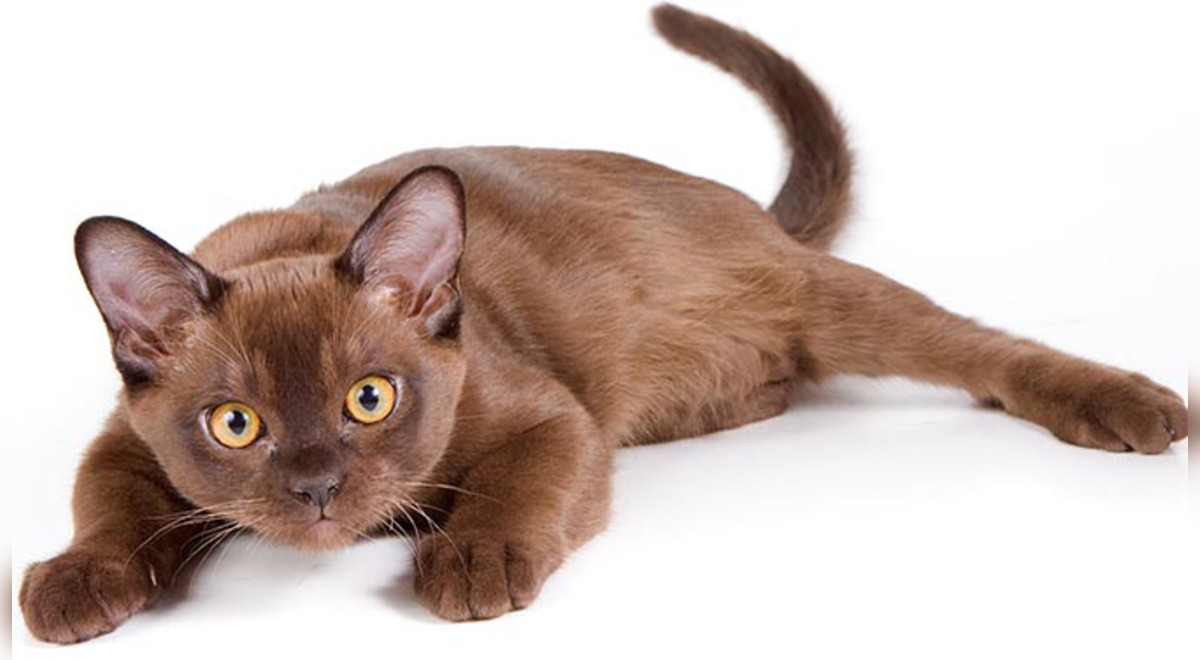 Conoce las 7 razas de gatos finos más lindos del planeta