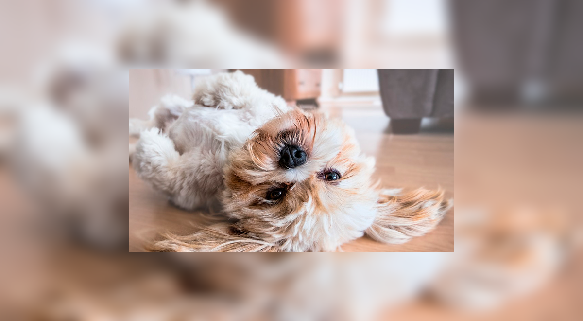 6 posiciones de dormir y su significado en el estado de ánimo de los perros