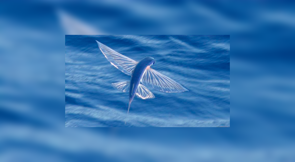Conoce 3 maravillosas especies de peces voladores