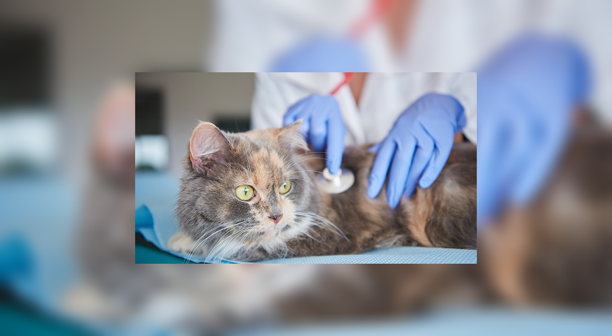 ¿Cómo saber si mi gato tiene asma? Te contamos