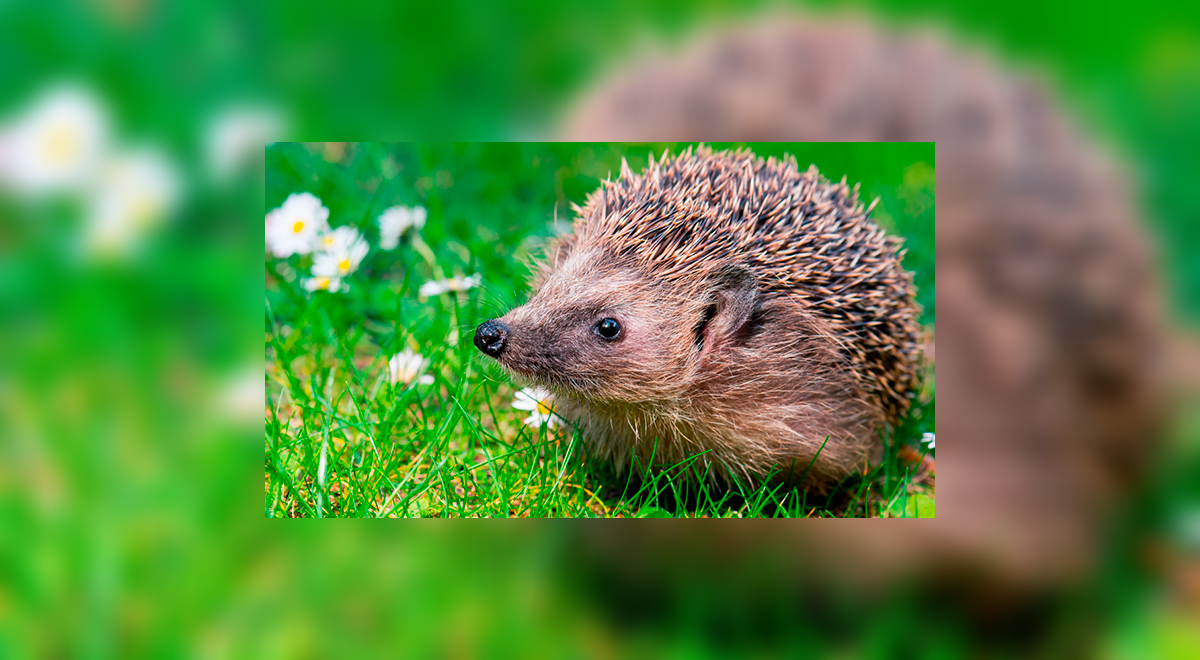 Animales usan plantas medicinales para prevenir y tratar enfermedades