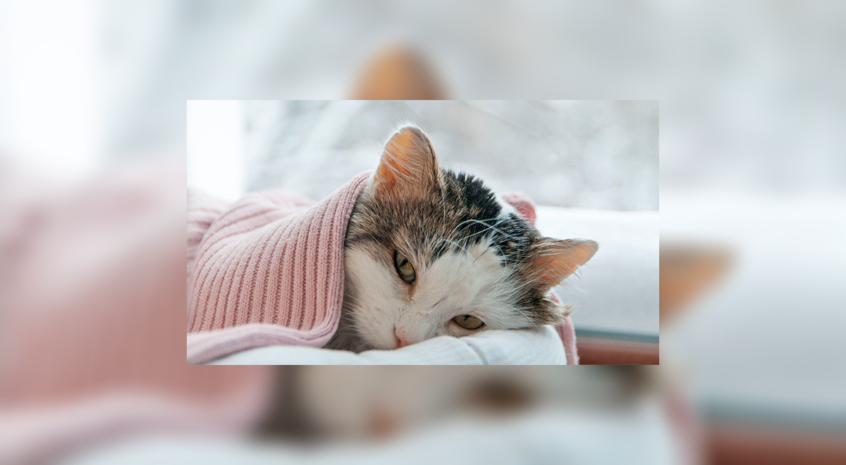 ¿Sabías que los gatos pueden contraer el SIDA? Te contamos