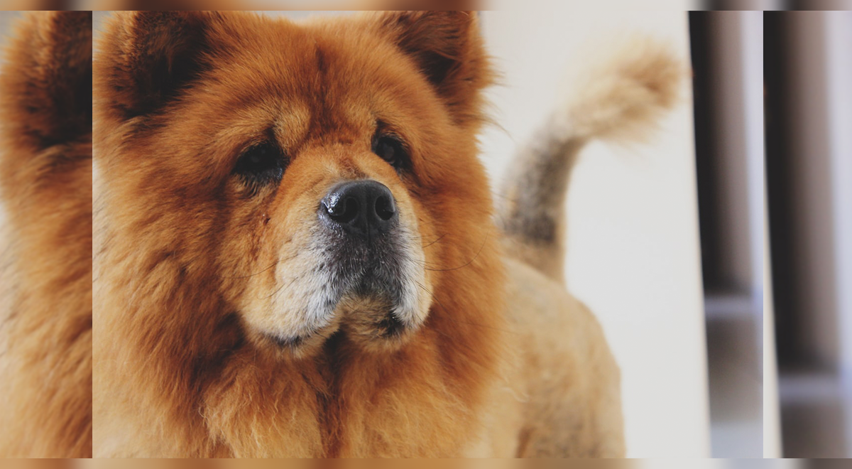 Todo lo que debes saber sobre la crianza de los perros Chow Chow