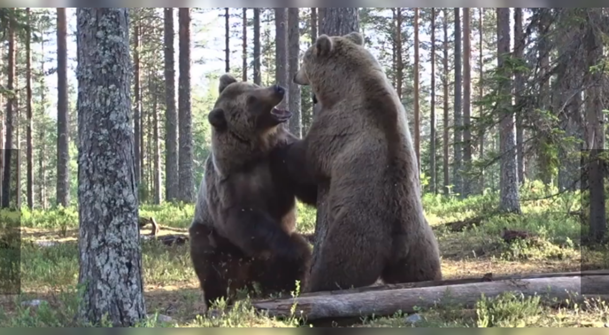 Mira esta tierna pelea de osos que se hizo viral en todo el mundo [VIDEO]
