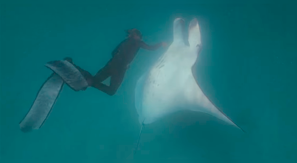 Esta gigante mantarraya herida pide ayuda a un buceador y se vuelve ...