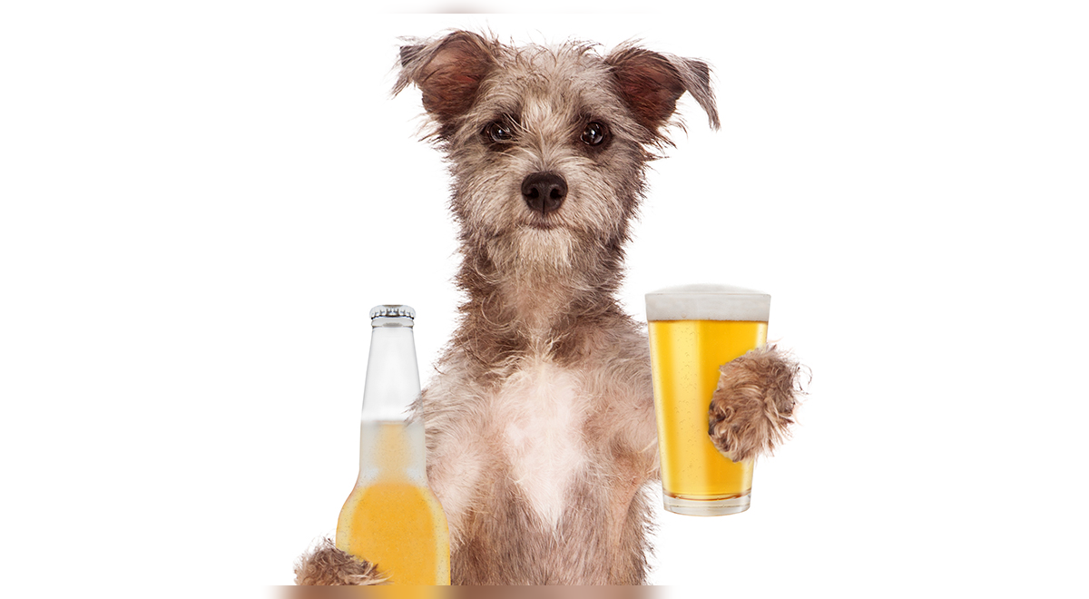 ¿Quieres ir a tomar unas cervezas con tu peludito? Amarás este lugar ...