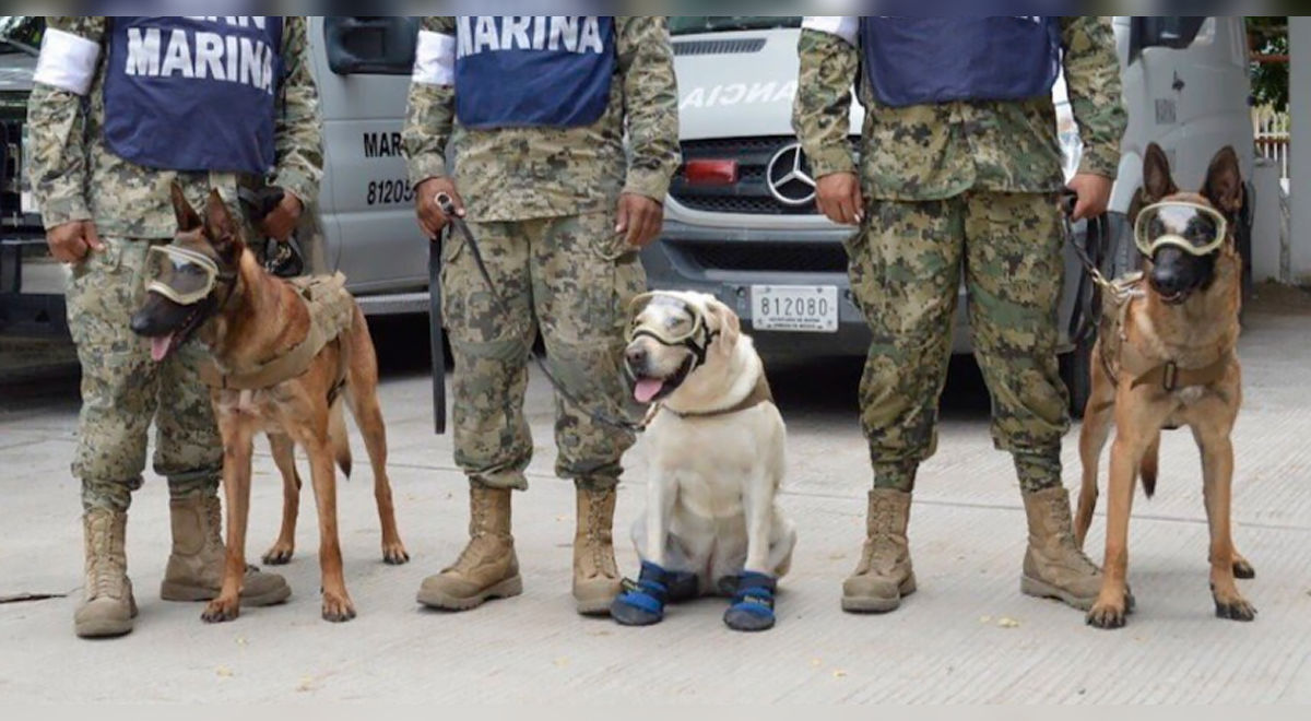 ¿Recuerdas a los perritos rescatistas? Mira lo que pasó con ellos