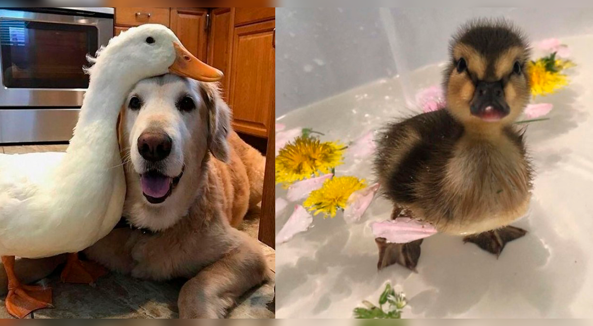 15 hermosas fotos que muestran que los patos también se pueden ser los ...