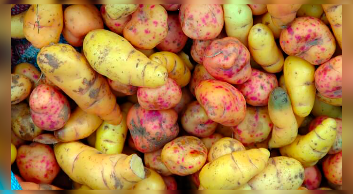 Olluco: Todos los beneficios del superalimento que protege tu piel