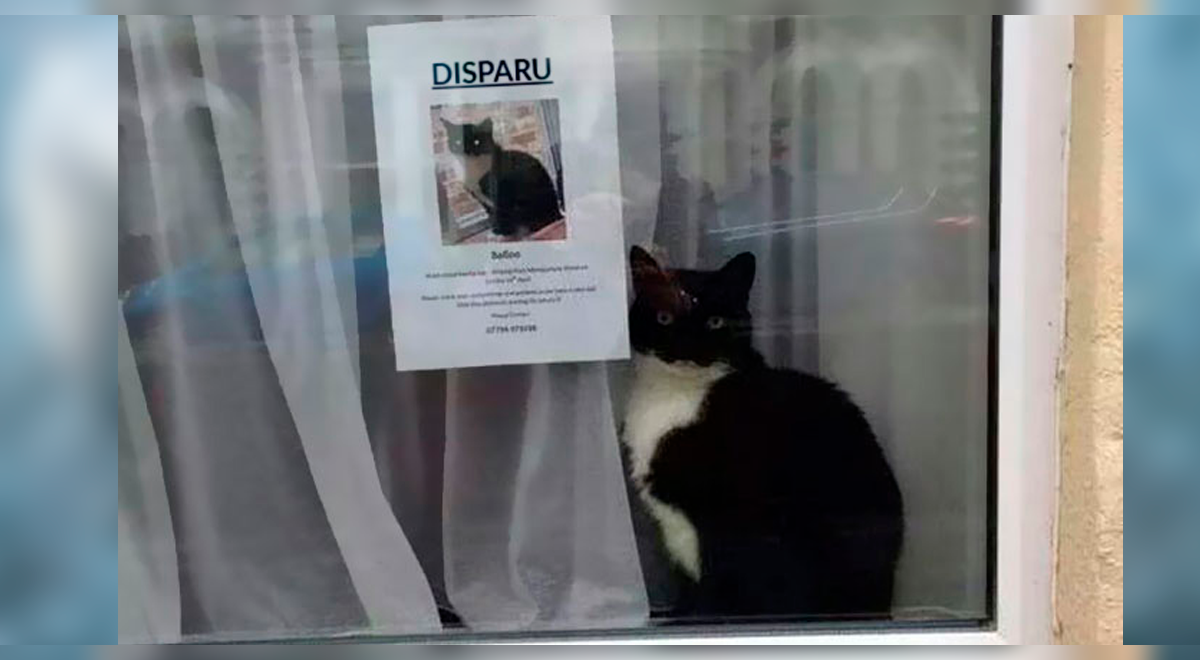 Gatito que estaba perdido fue encontrado al lado de su propio cartel ...