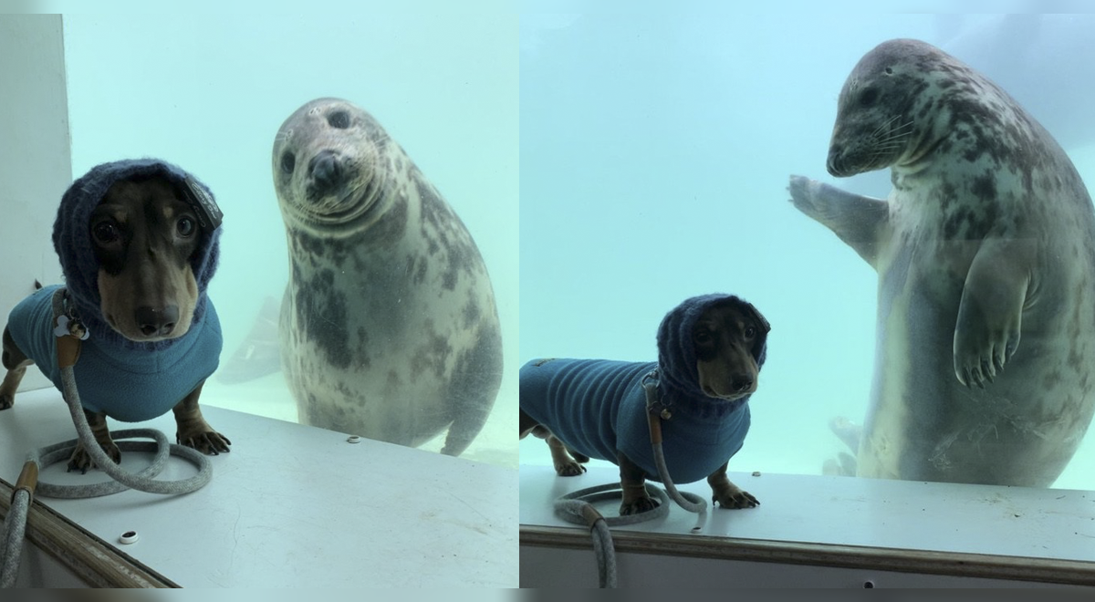 Perrito visita acuario y se hace amigo de una hermosa foca
