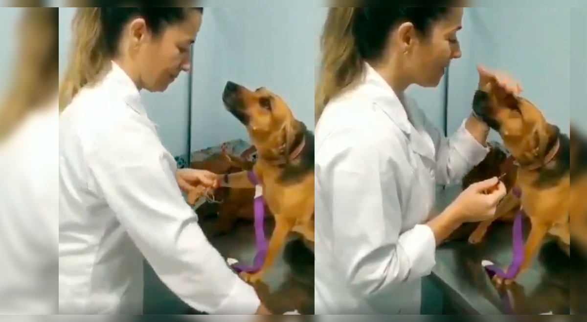 La tierna mirada de un perro a su doctora se vuelve viral en redes [VIDEO]