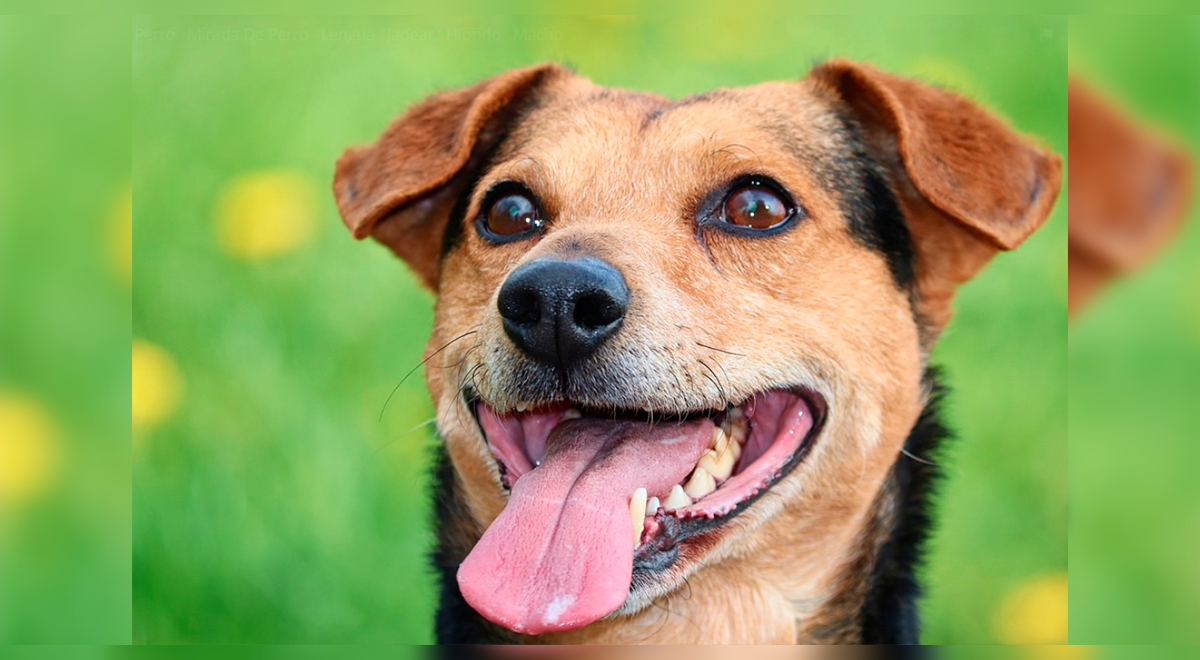 20 nombres preciosos para perritas con la letra C [FOTOS]