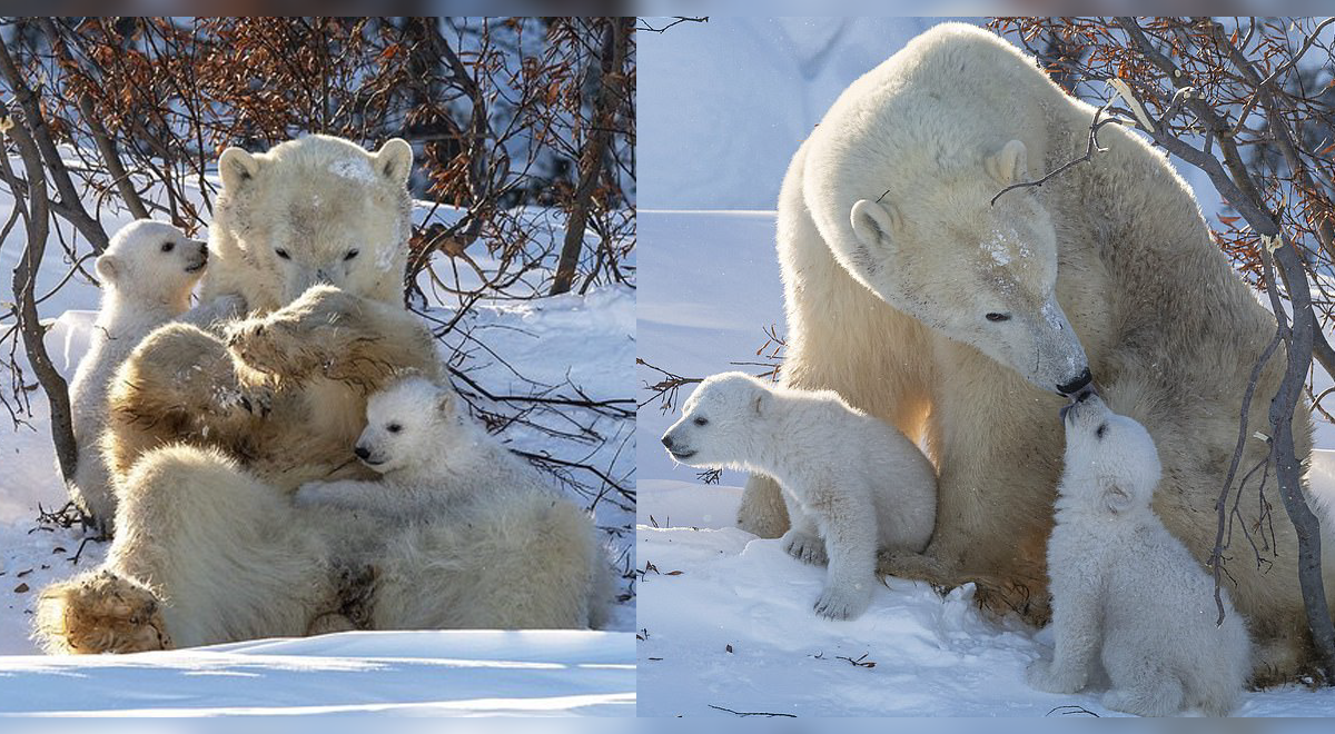 La hermosa imagen de una mamá oso dándole un beso a su cría
