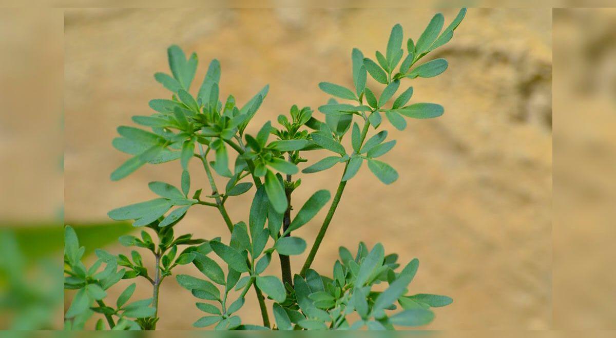 Conoce los beneficios medicinales y usos importantes de la ruda