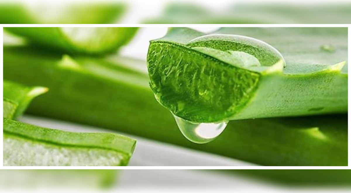 En tiempos difíciles, la sábila podría darte un poco de suerte