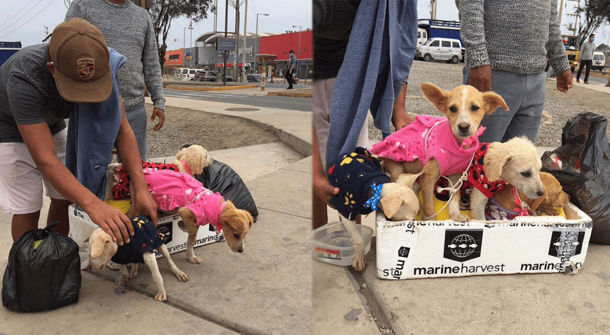Joven Ayuda A Perros Abandonados Y Los Pone En Adopción Durante