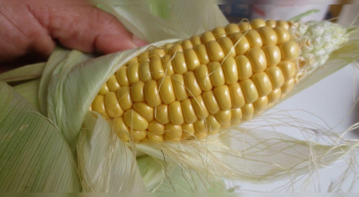 Choclo tierno o seco: ¿Cuál utilizar para la preparación de humitas y ...