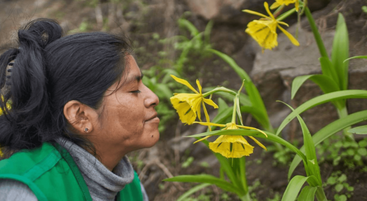 Tradicional Festividad de Amancaes regresa luego de 70 años de ausencia