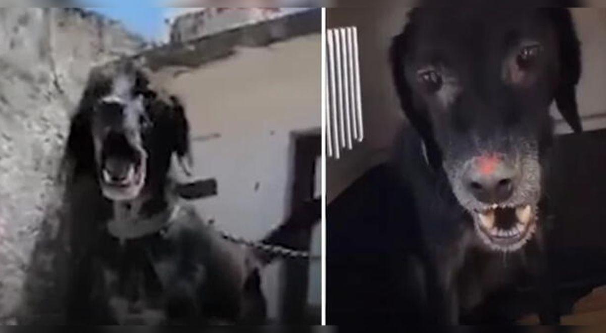 Perro que vivió amarrado en techo de una casa luce irreconocible tras ...